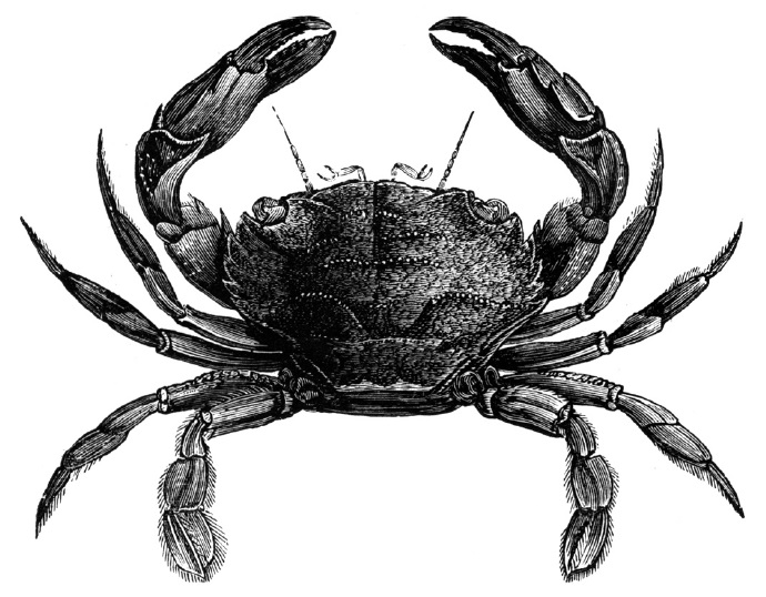 Dari Pusat Tasek 14 – The Koboi Project